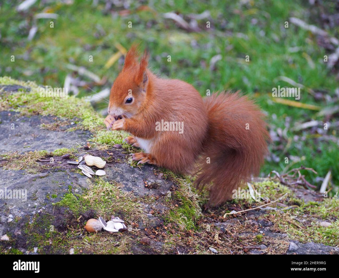 The red squirrel or Eurasian red squirrel is a species of tree squirrel ...