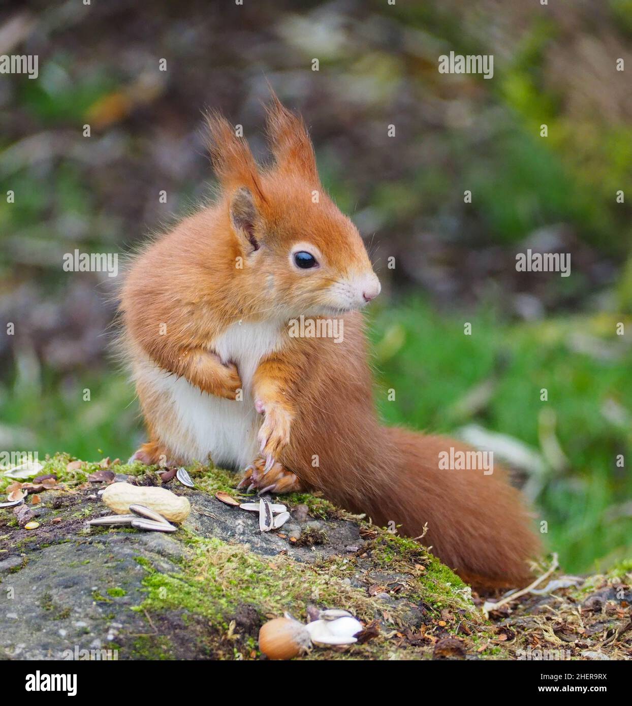 Male squirrel hi-res stock photography and images - Alamy