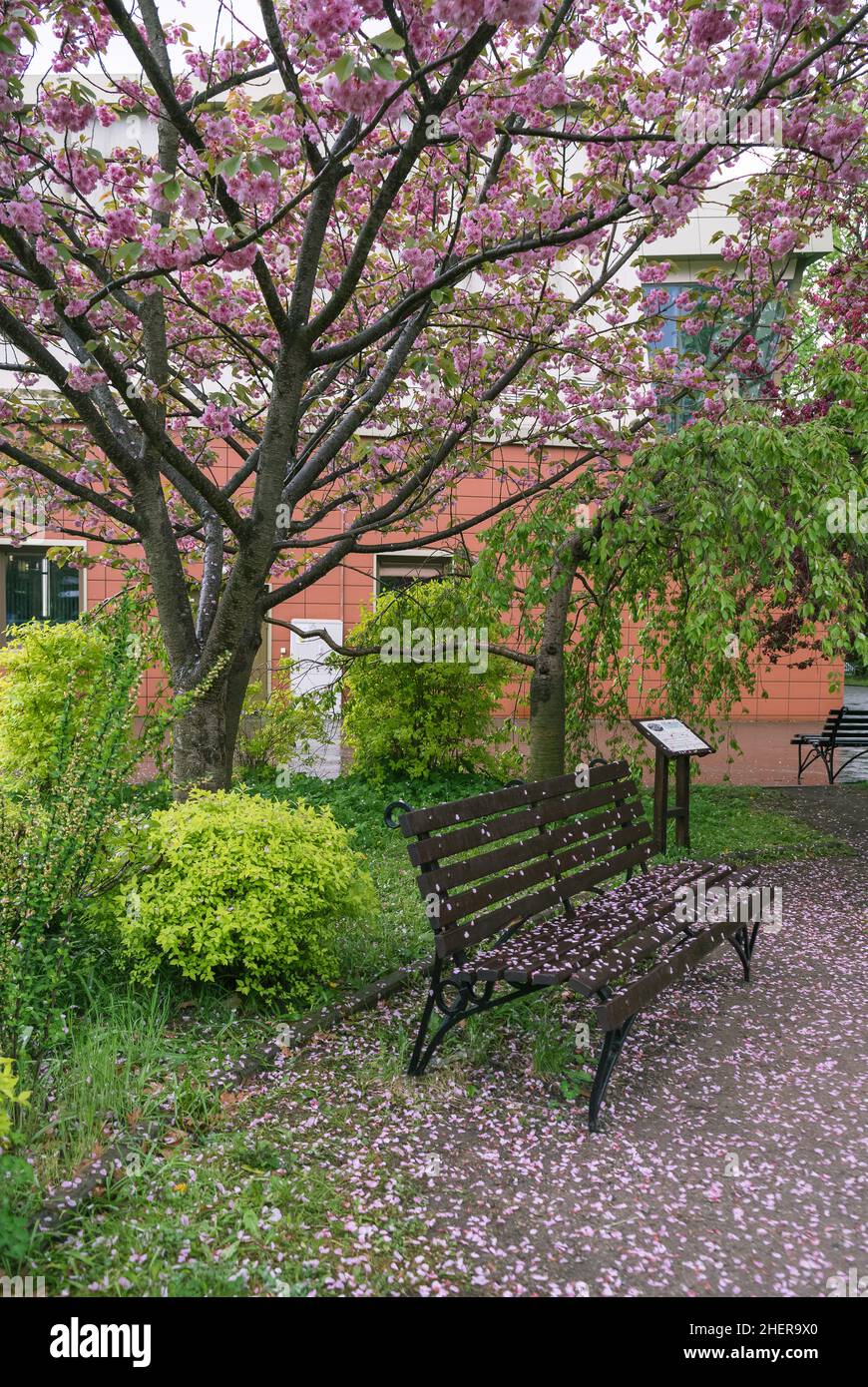 wet bench aftre rain covered in cherry tree petals and drops Stock ...