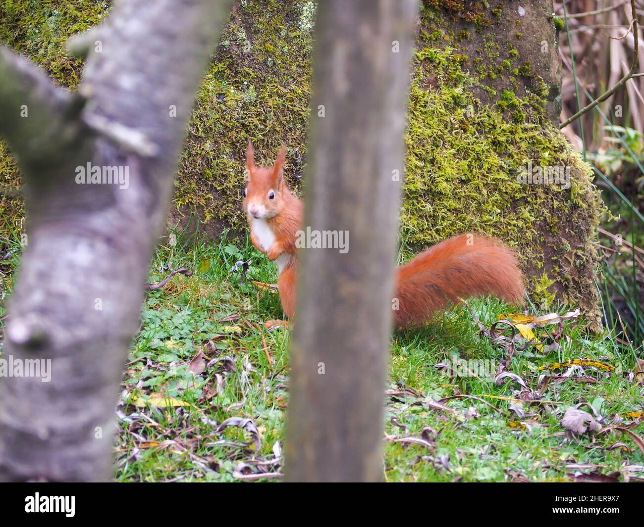 The red squirrel or Eurasian red squirrel is a species of tree squirrel ...