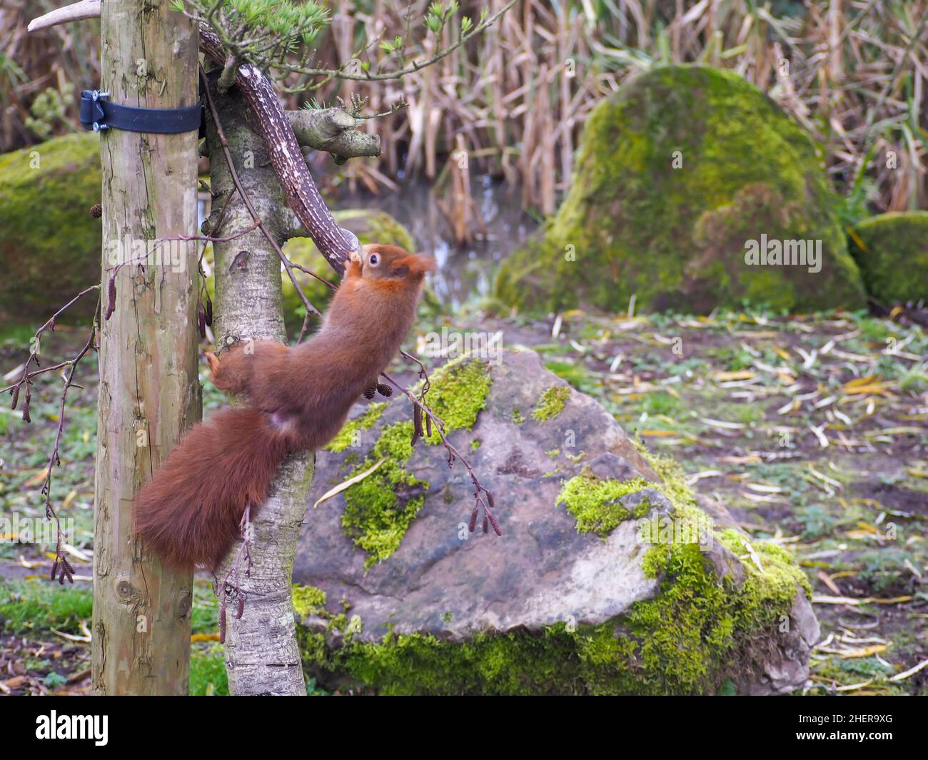 The red squirrel or Eurasian red squirrel is a species of tree squirrel ...