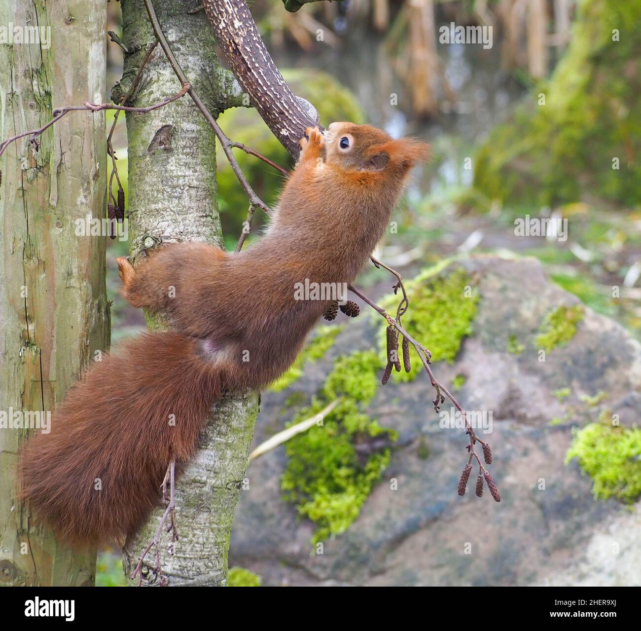 The red squirrel or Eurasian red squirrel is a species of tree squirrel ...
