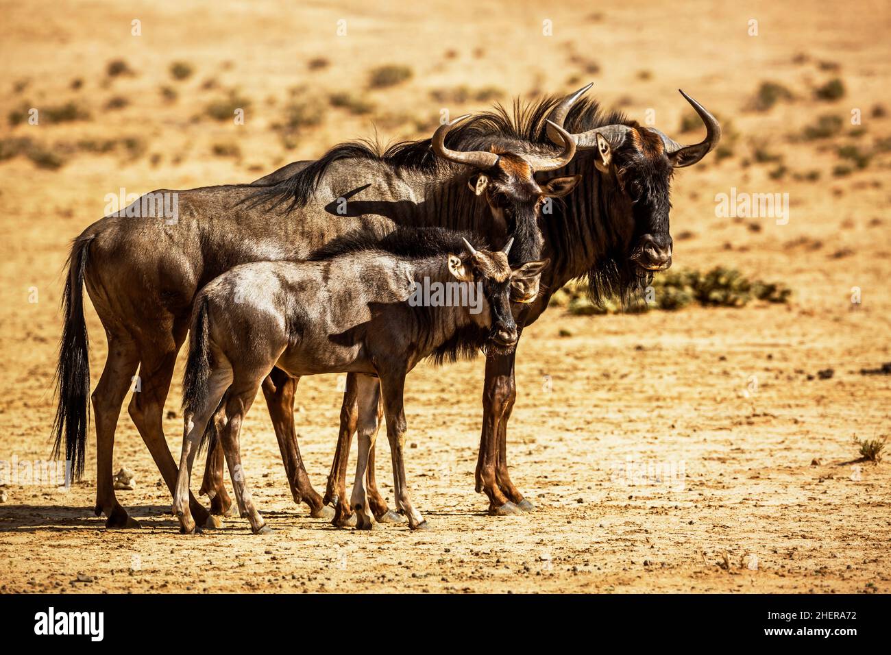 Blue wildebeest family, couple and calf in Kgalagadi transfrontier park ...