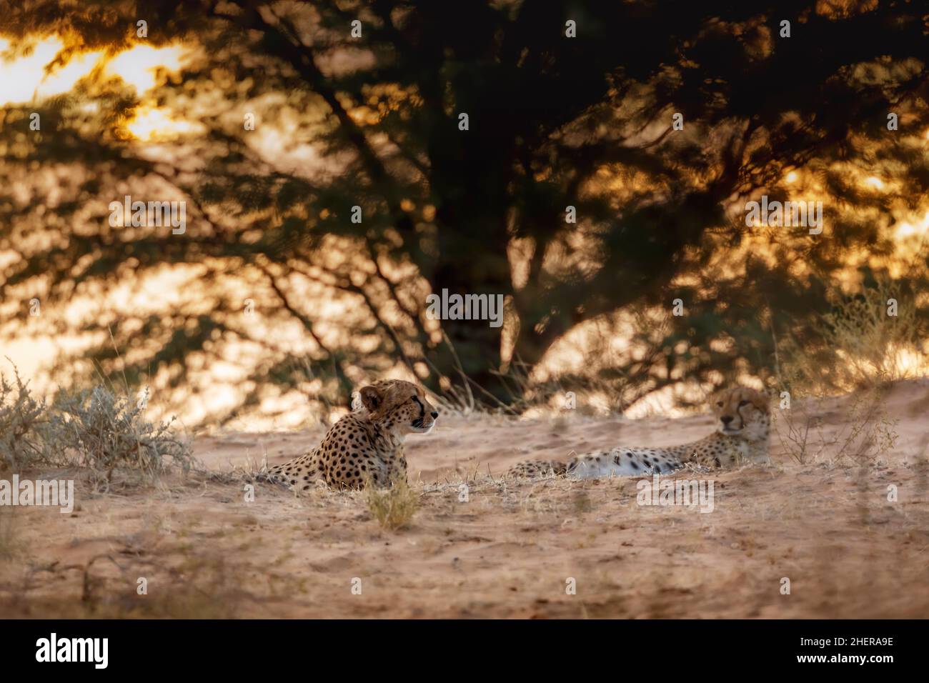 Cheetah couple lying down at sunset in Kgalagadi transfrontier park ...
