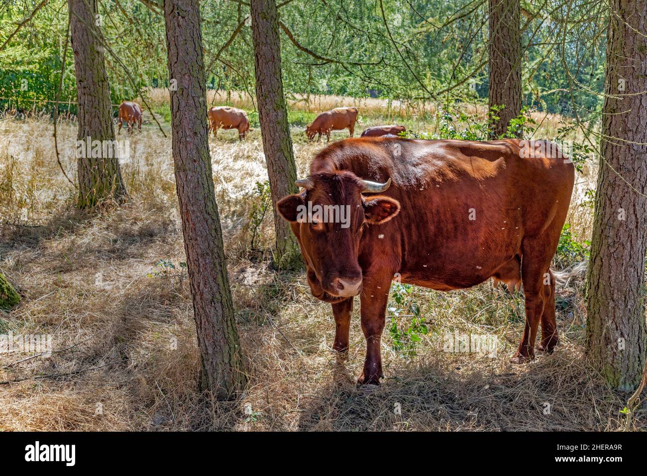 Brown dairy cows hi-res stock photography and images - Alamy