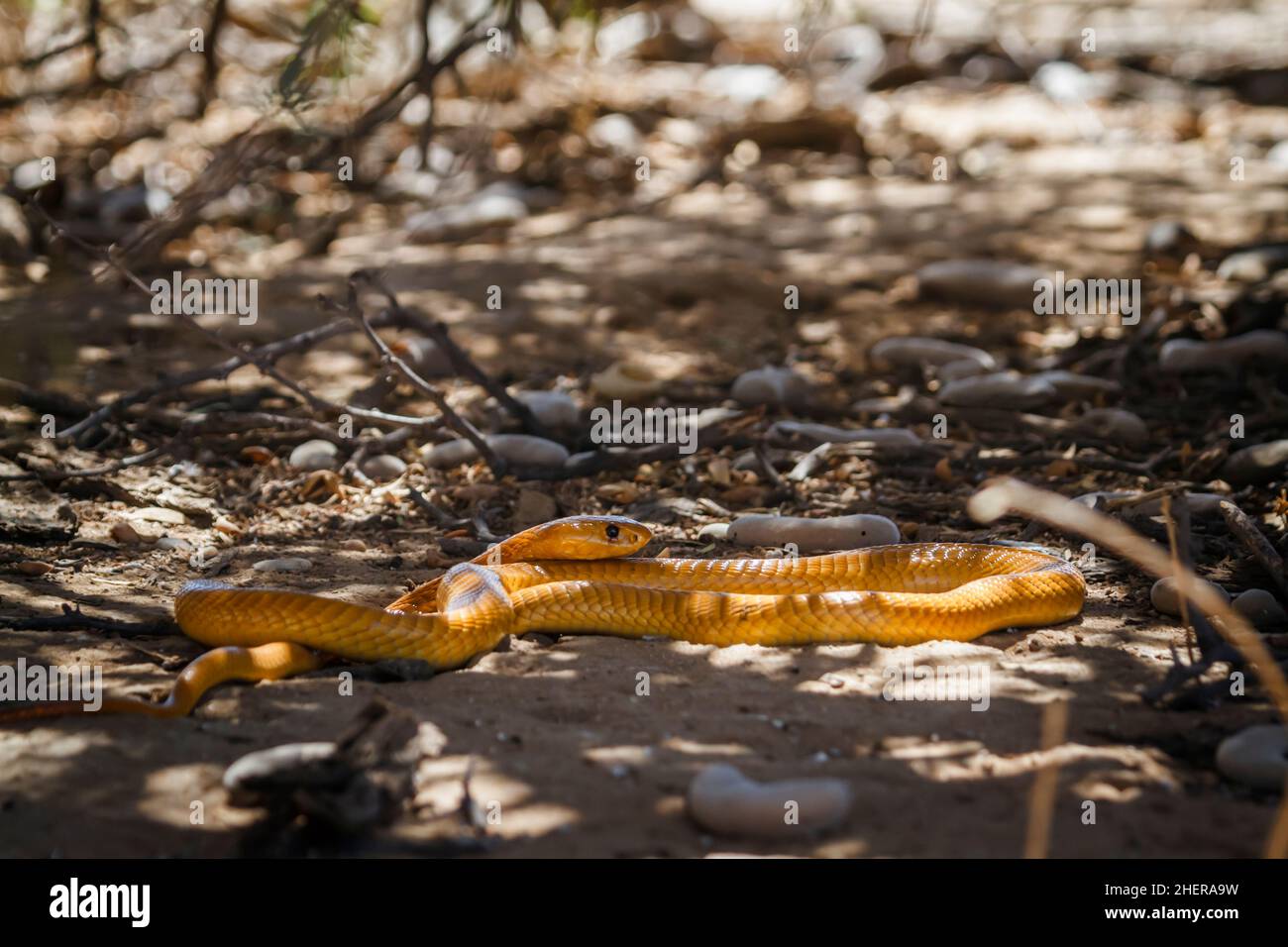 Cape cobra moving on sandy ground in Kgalagadi transfrontier park ...