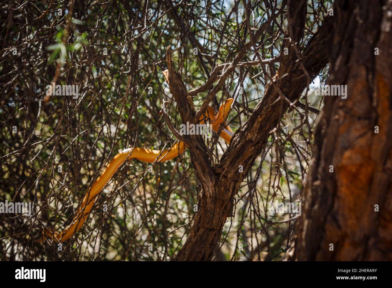 Yellow cape cobra hi-res stock photography and images - Alamy
