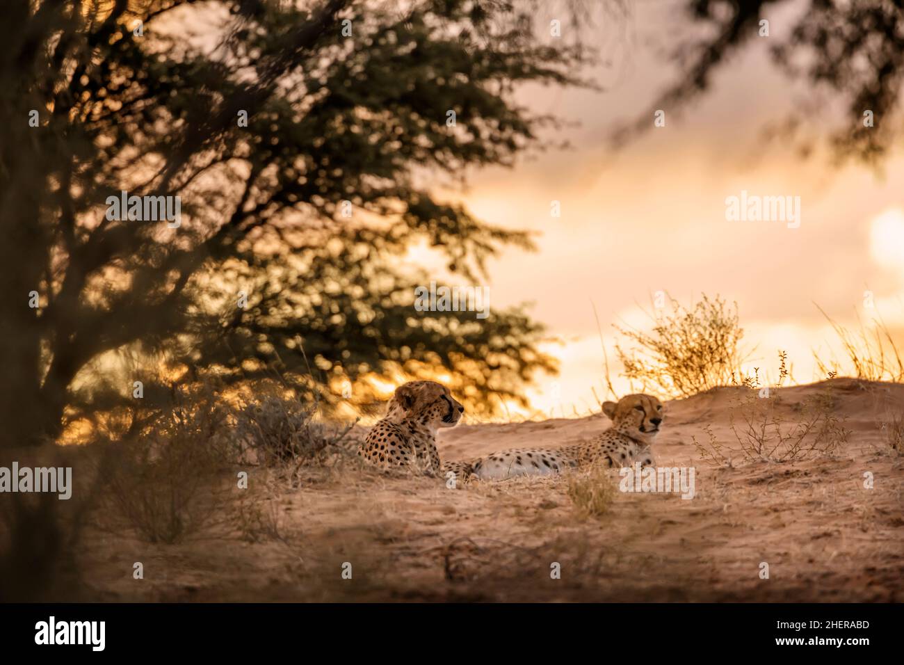 Cheetah couple lying down at sunset in Kgalagadi transfrontier park ...