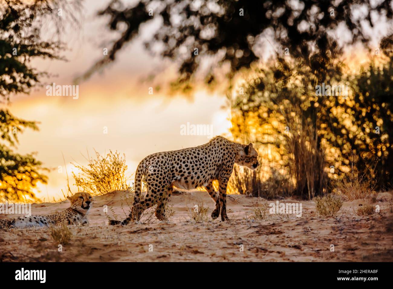 Cheetah namibia sunset hi-res stock photography and images - Alamy
