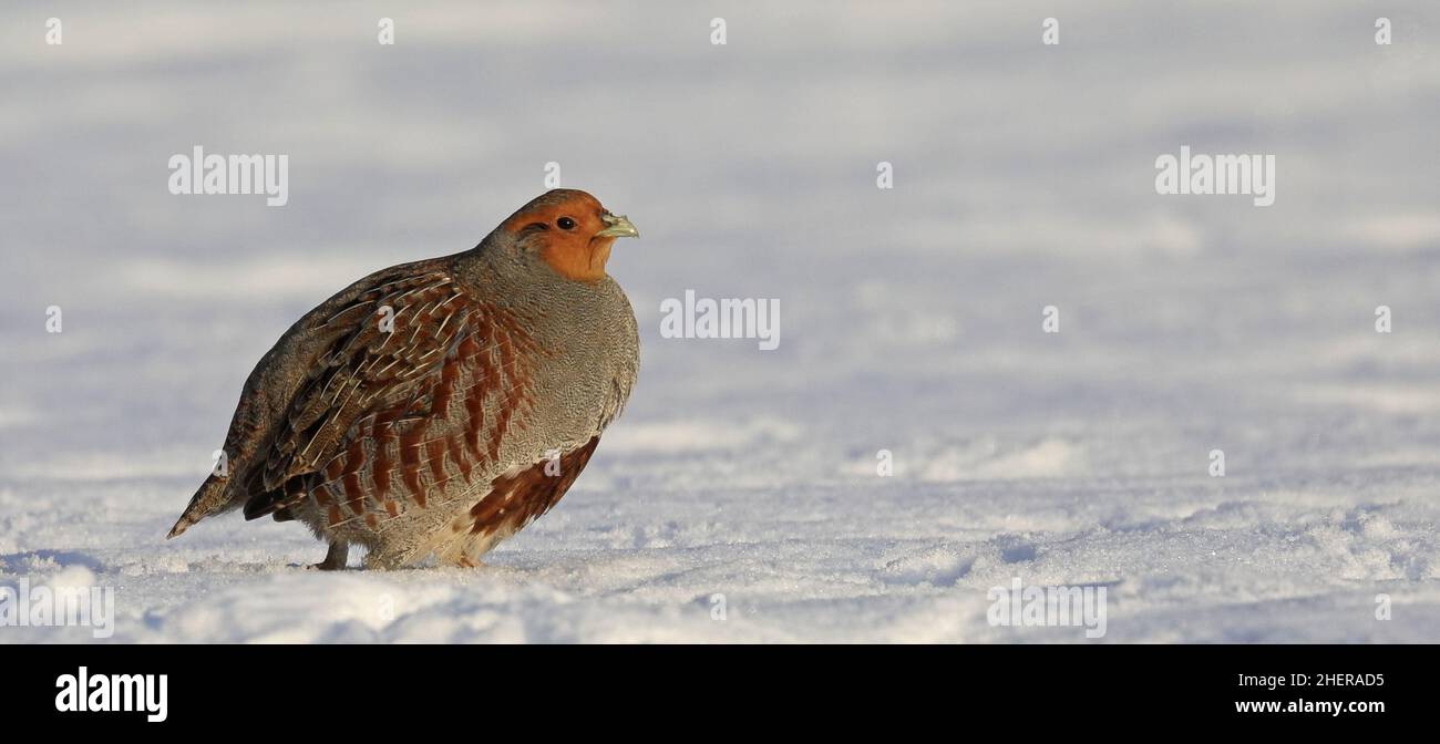 Hungarian partridge hi-res stock photography and images - Alamy