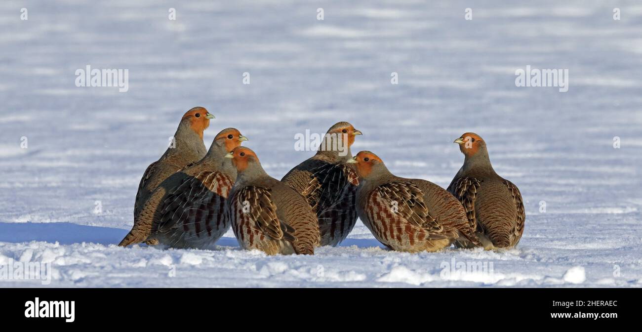Hunting partridge hi-res stock photography and images - Alamy