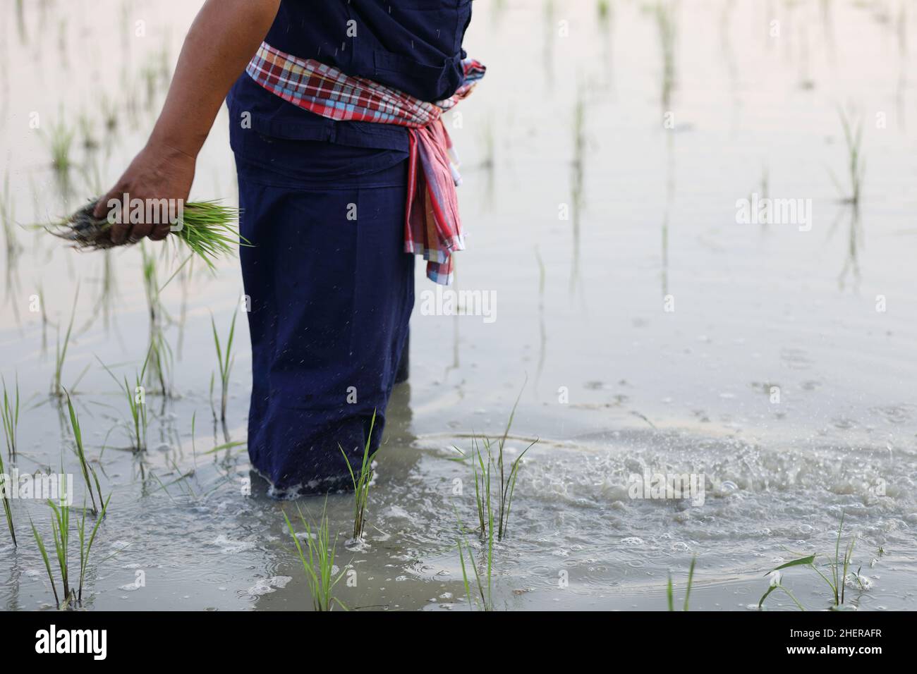 Farmer rice planting on water Stock Photo - Alamy