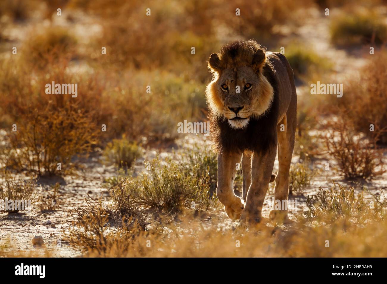 African lion black mane male walking front view at dawn in Kgalagadi ...