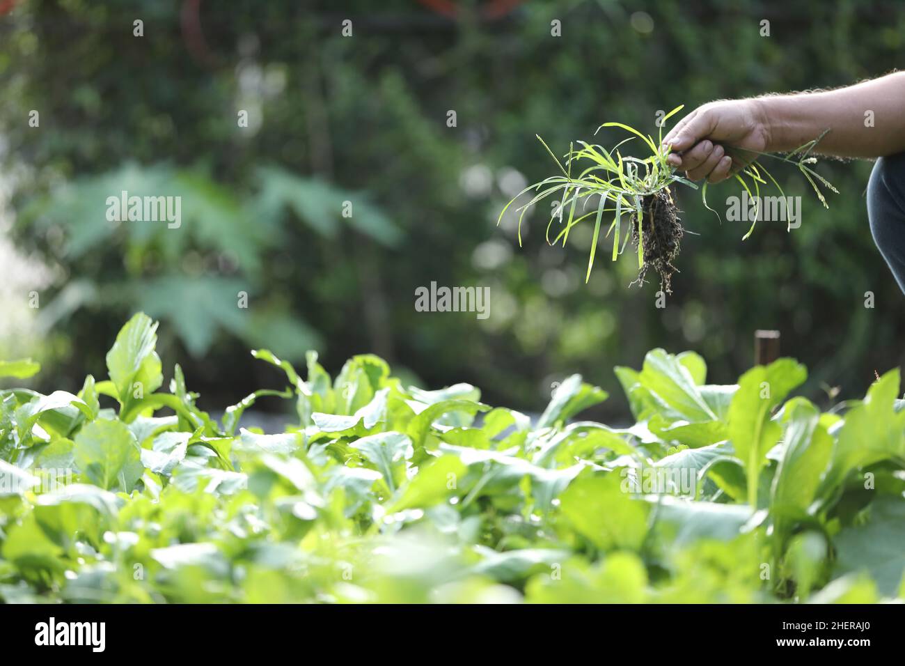 Male legs and hands Weed Out plant gardening in home garden Stock Photo ...