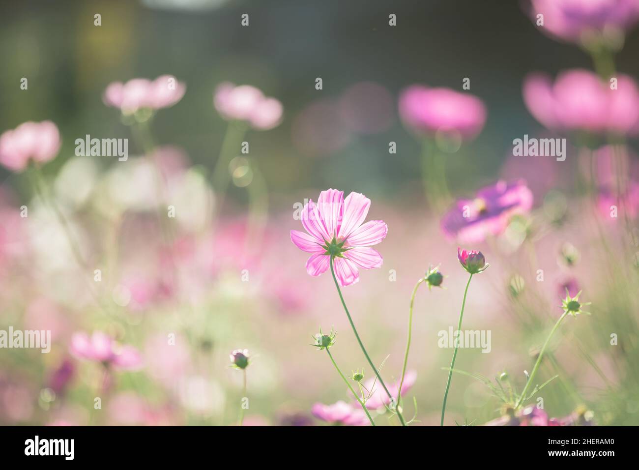 Cosmos flower sunset vintage hi-res stock photography and images - Alamy