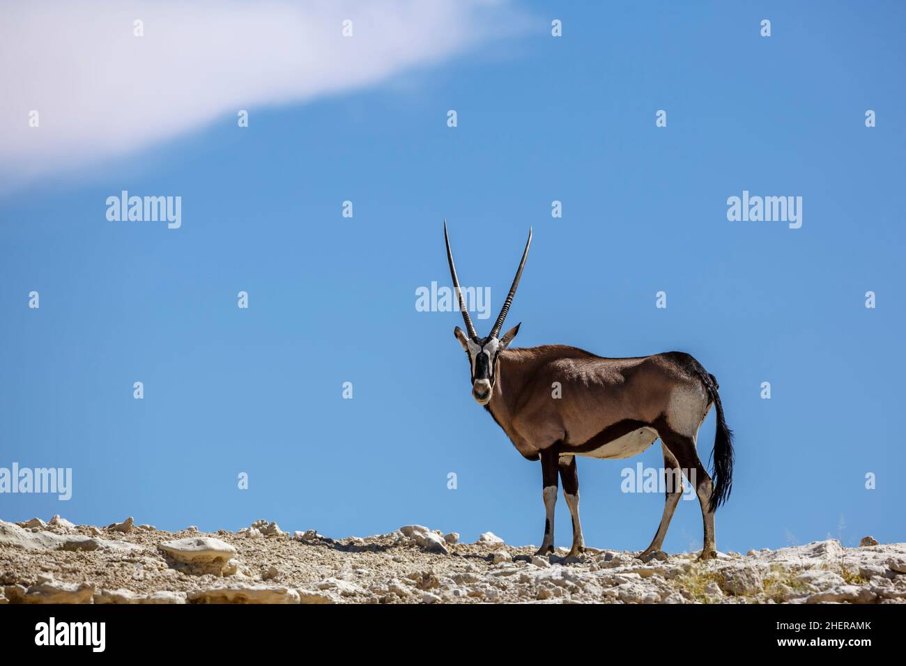 South African Oryx on top of dune isolated in blue sky in Kgalagadi ...