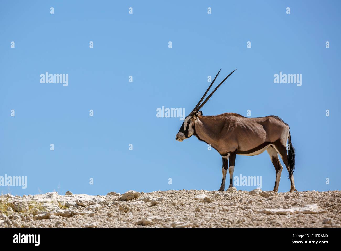 South African Oryx on top of dune isolated in blue sky in Kgalagadi ...