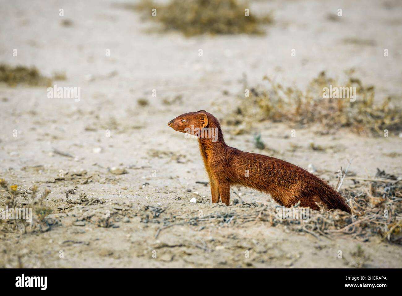 Slender mongoose out of den in dry land in Kgalagadi transfrontier park ...