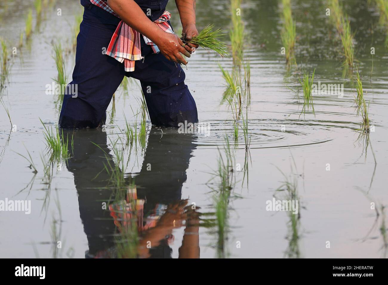 Farmer rice planting on water Stock Photo - Alamy