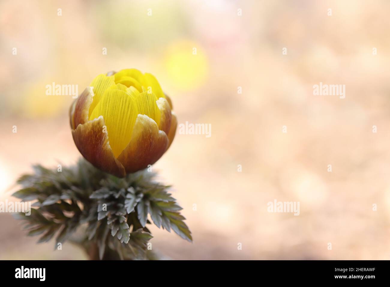 Adonis ramosa hi-res stock photography and images - Alamy