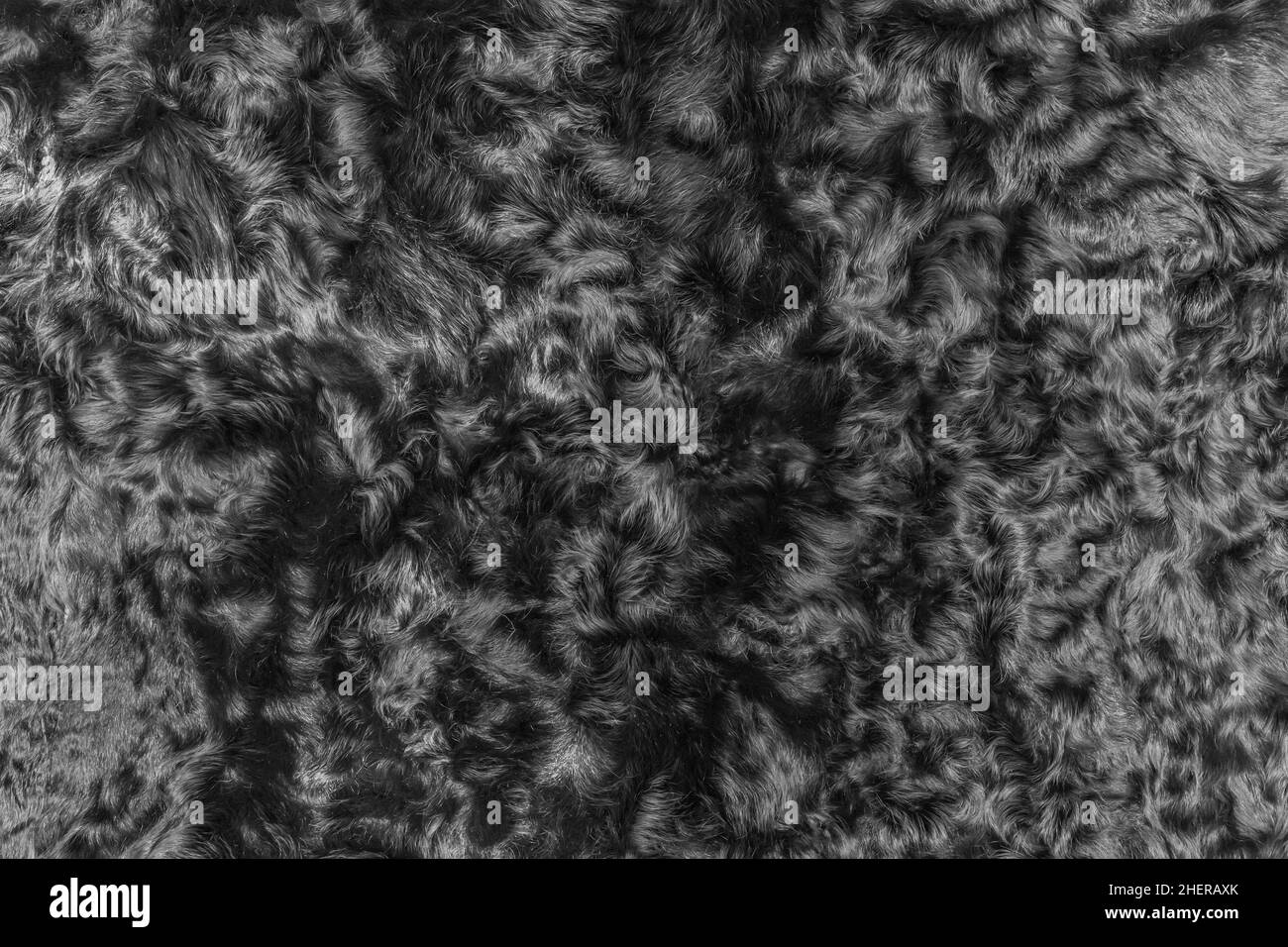 Black wool texture fur background dark soft material abstract surface ...