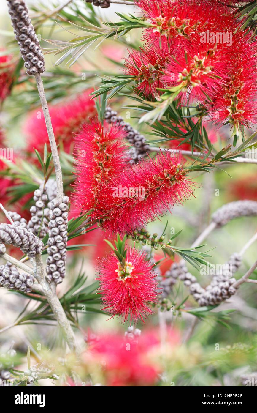Callistemon Rigidus