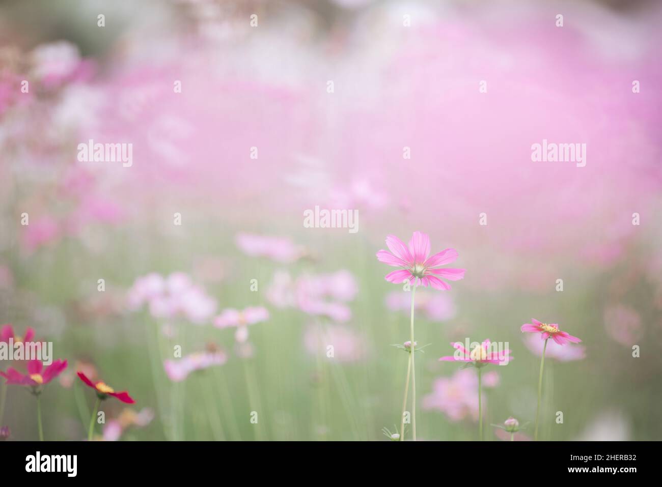 Beautiful pink cosmos flowers hi-res stock photography and images - Alamy