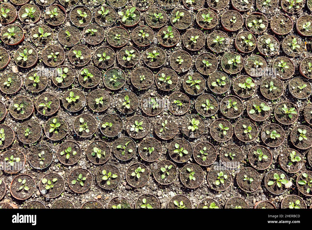 seed of plants in a german greenery Stock Photo - Alamy