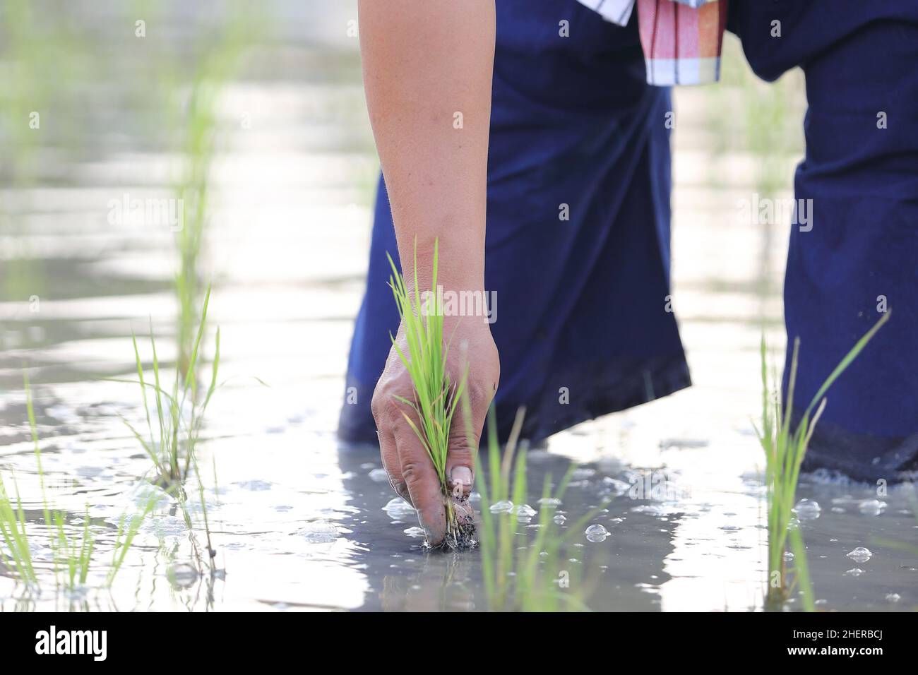 Farmer rice planting on water Stock Photo - Alamy