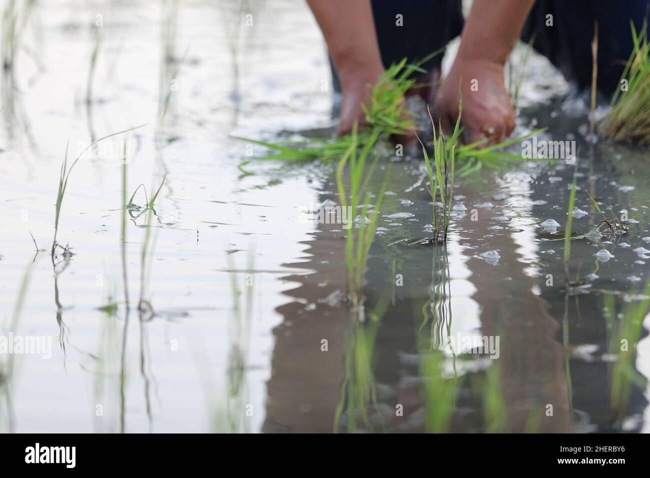 Farmer rice planting on water Stock Photo - Alamy