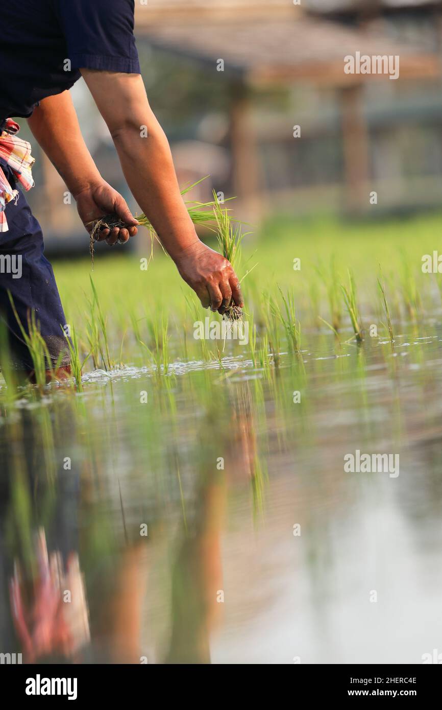 Farmer rice planting on water Stock Photo - Alamy