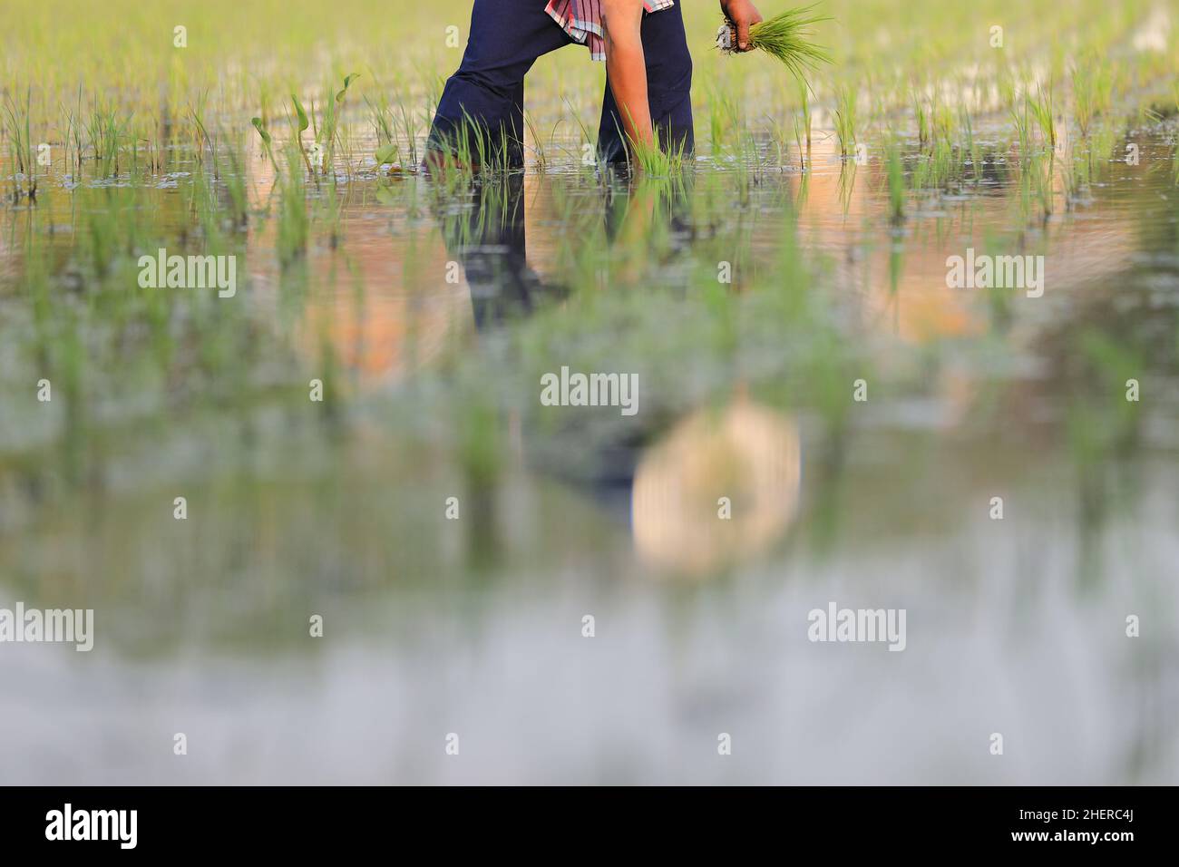 Farmer rice planting on water Stock Photo - Alamy