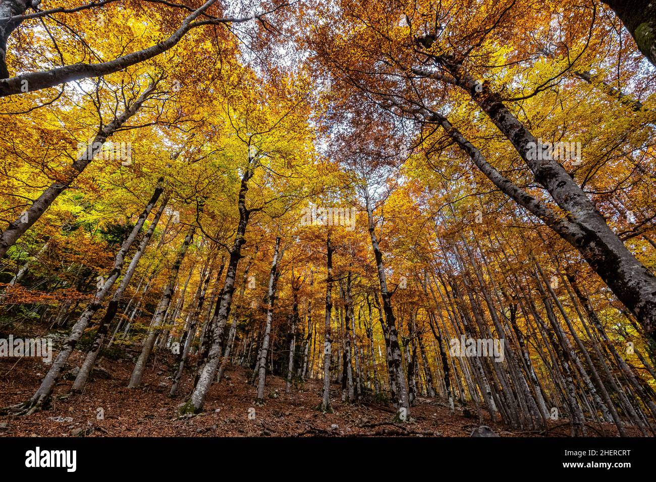 Colorful beech fall forest in Ordesa and Monte Perdido National park ...