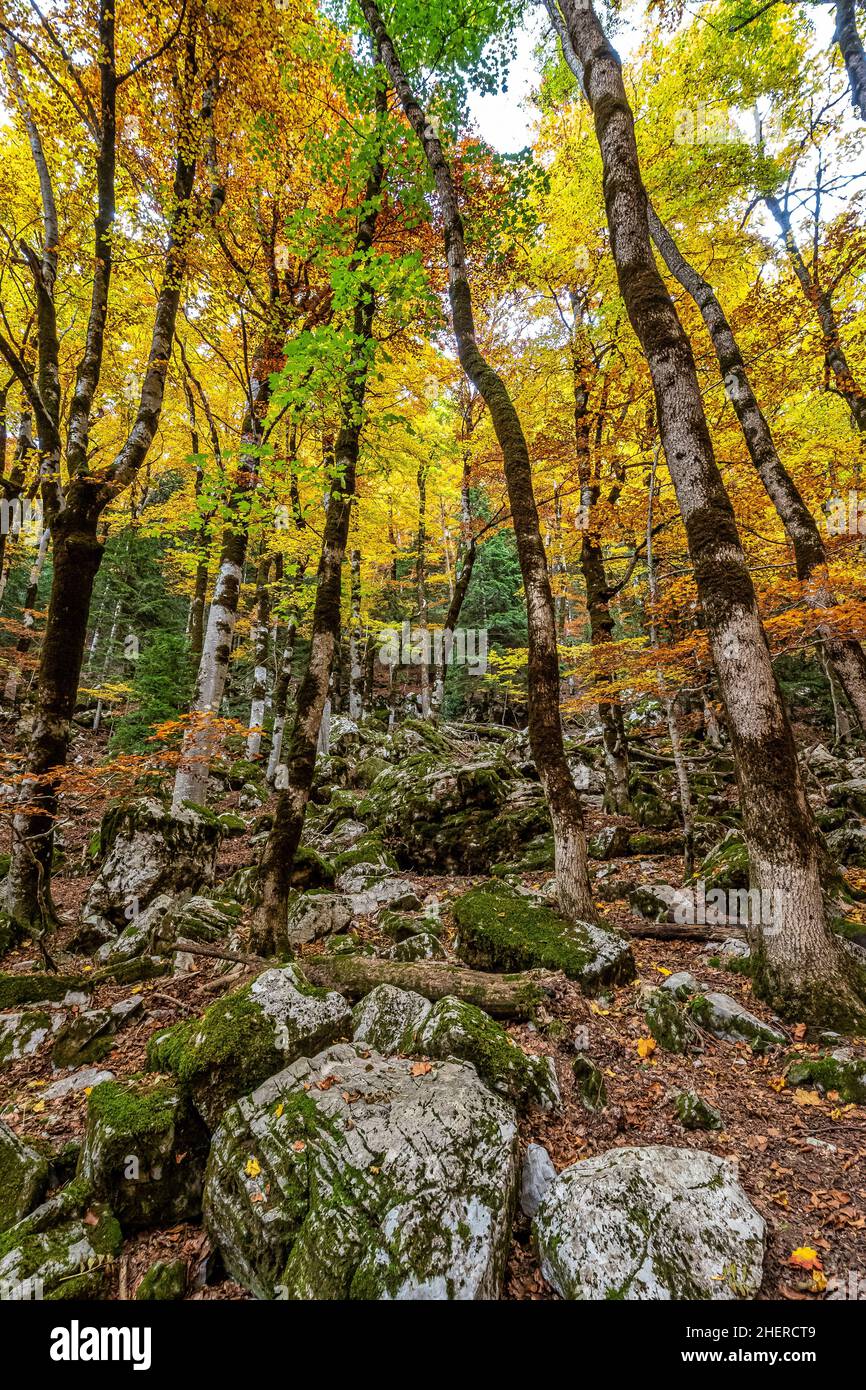 Colorful beech fall forest in Ordesa and Monte Perdido National park ...