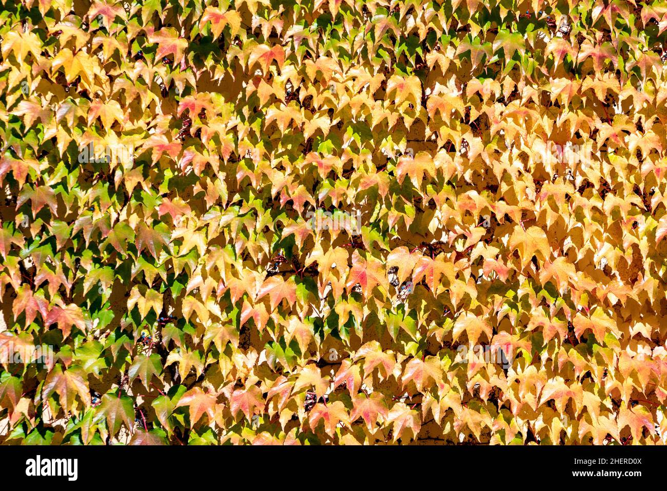 bright ivy climbing plant at a wall in indian summer color Stock Photo ...