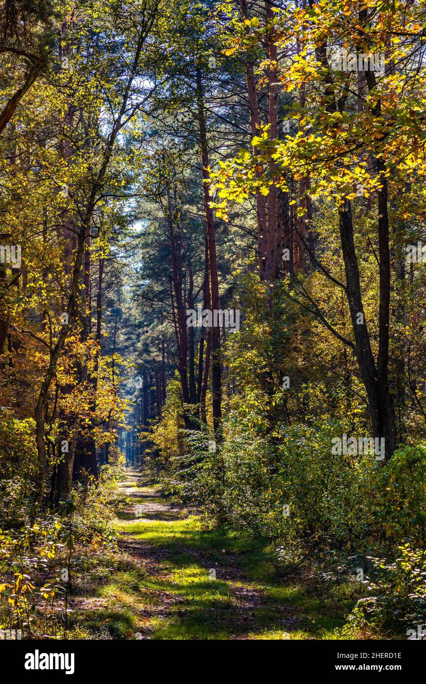 Autumn panorama of mixed forest thicket with colorful tree leaves ...