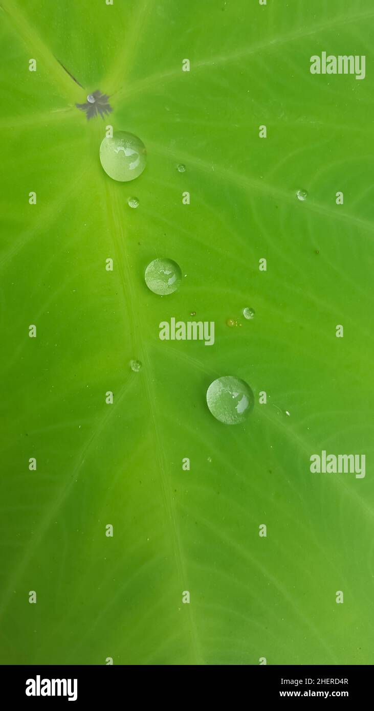 morning dew dripping on a green leaf Stock Photo - Alamy