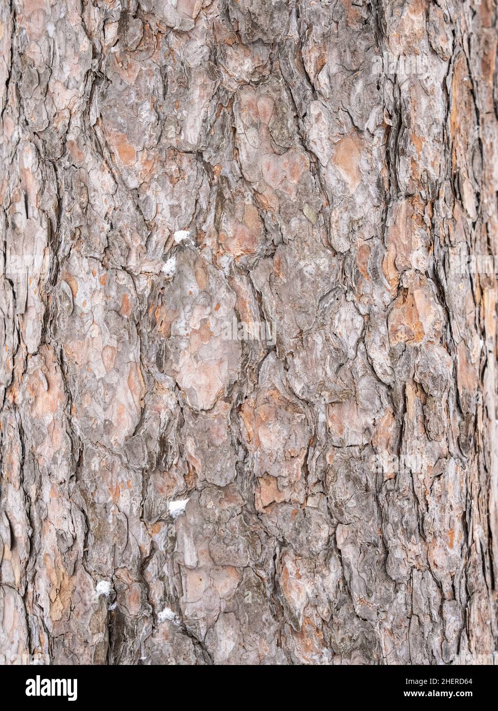Old wood bark texture or background. Red pine tree Stock Photo - Alamy