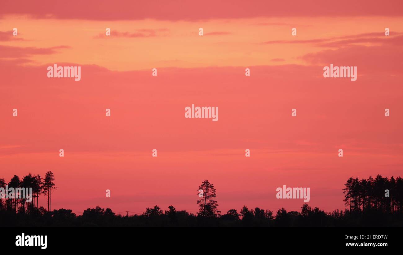 Beautiful Sunset Sky Above Forest. Lonely Pine Pines Tree In Backlit ...