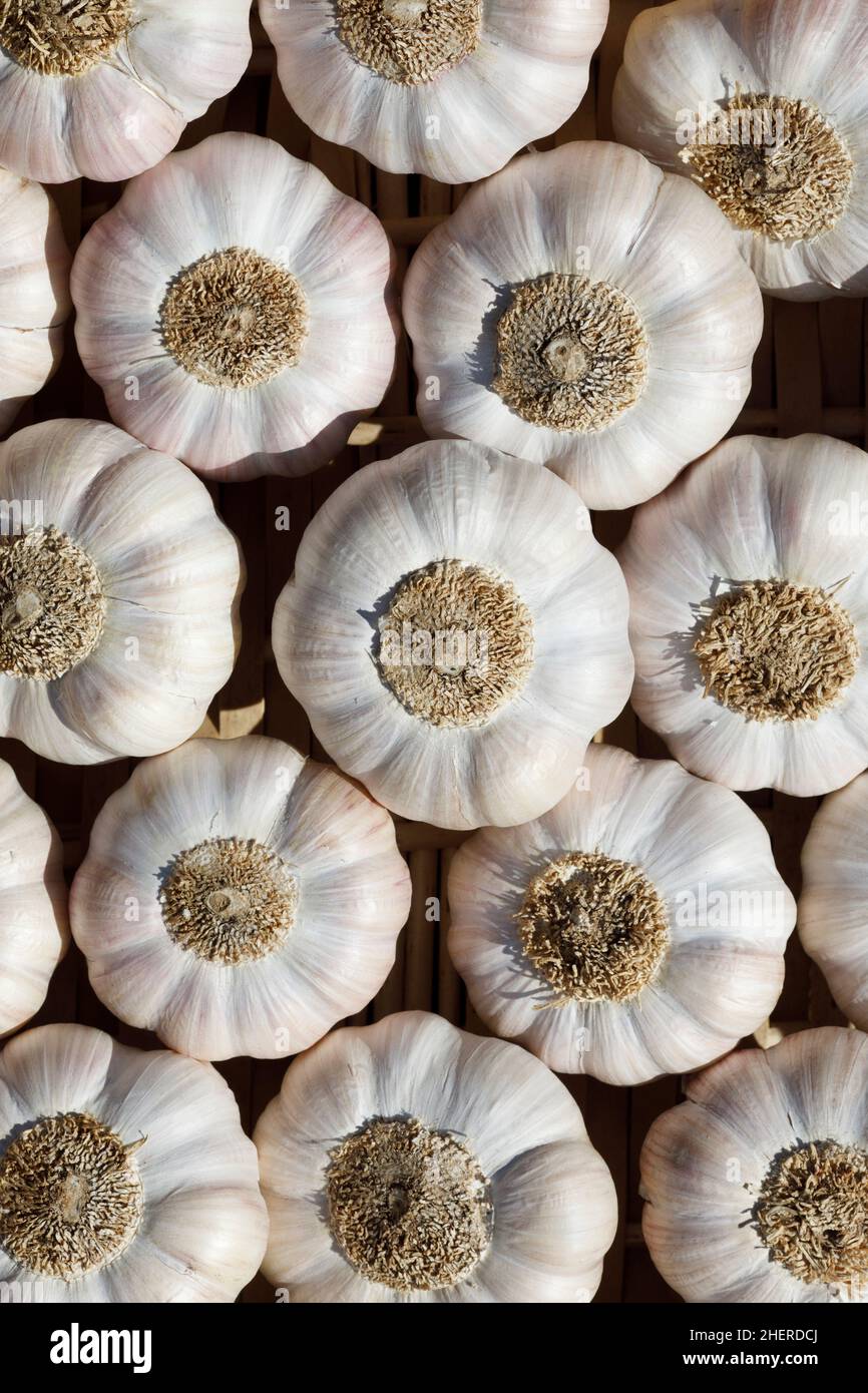 Allium sativum. Garlic 'Rose de Lautrec' bulbs Stock Photo - Alamy