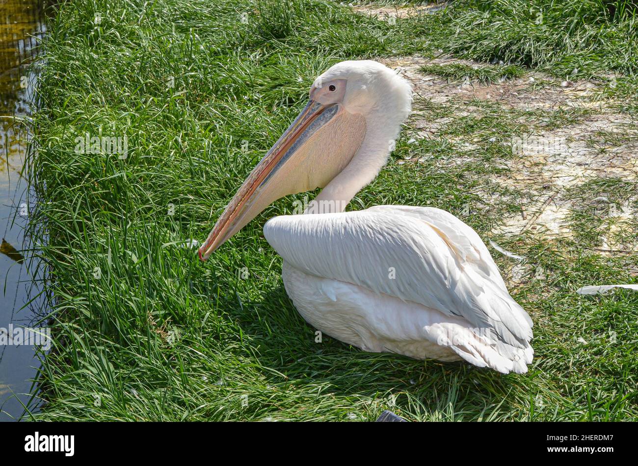 Pelican sitting on the grass Stock Photo - Alamy