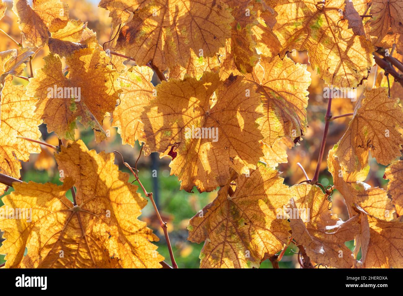 detail of grapevine leaves in typical warm autumn colors Stock Photo ...