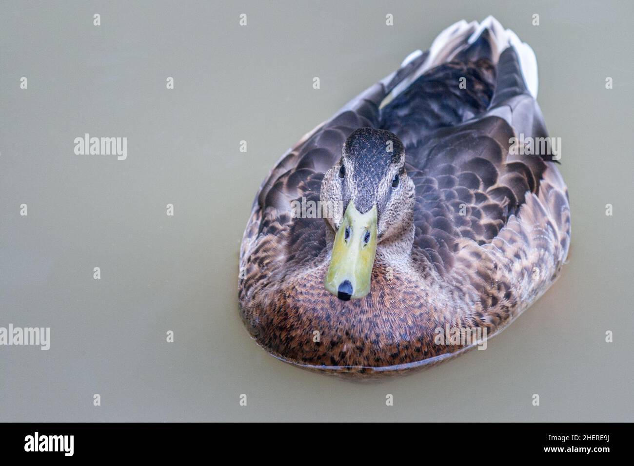 Female ducks floating on the lake Stock Photo - Alamy