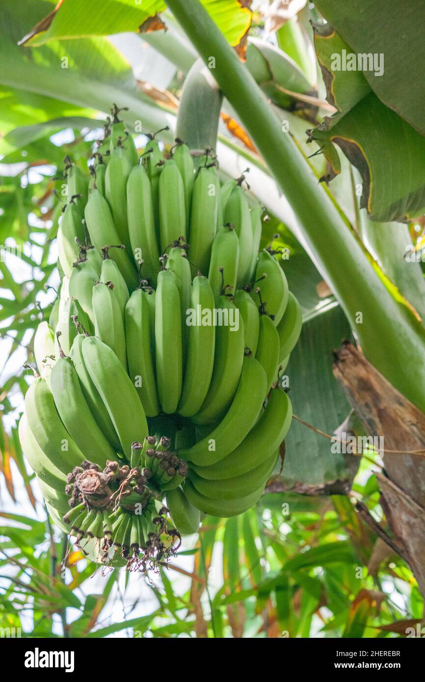 Green banana ripening on a tree Stock Photo - Alamy