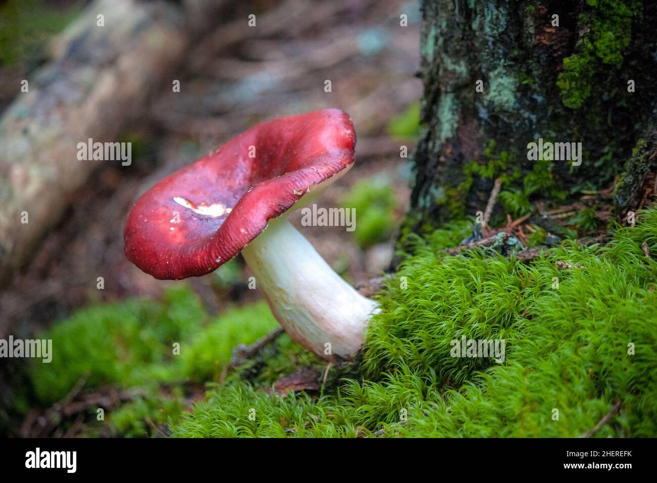 Russula xerampelina, also known as the crab brittlegill or the shrimp ...