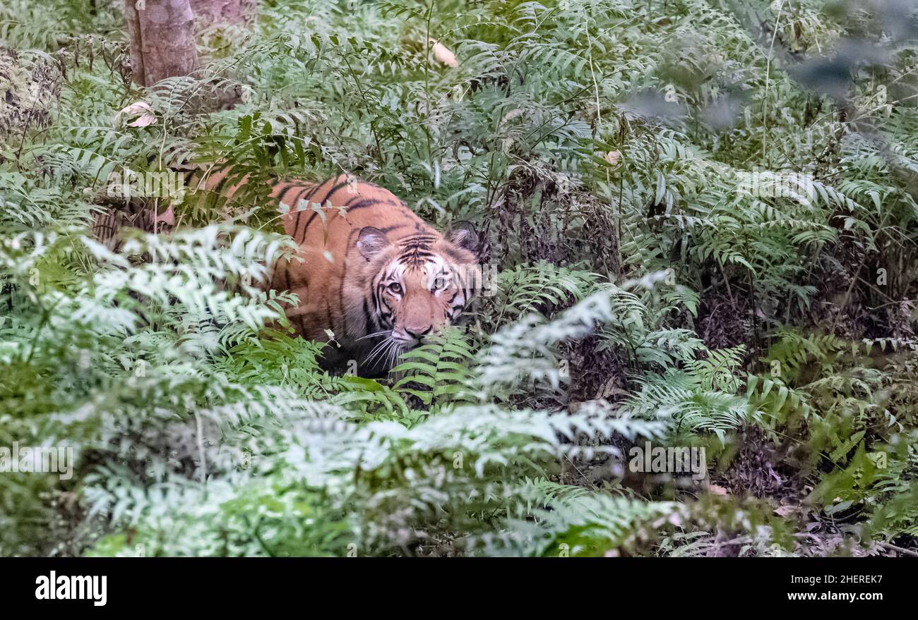 Indian Bengal Tiger (Panthera tigris tigris) in the forest of north ...