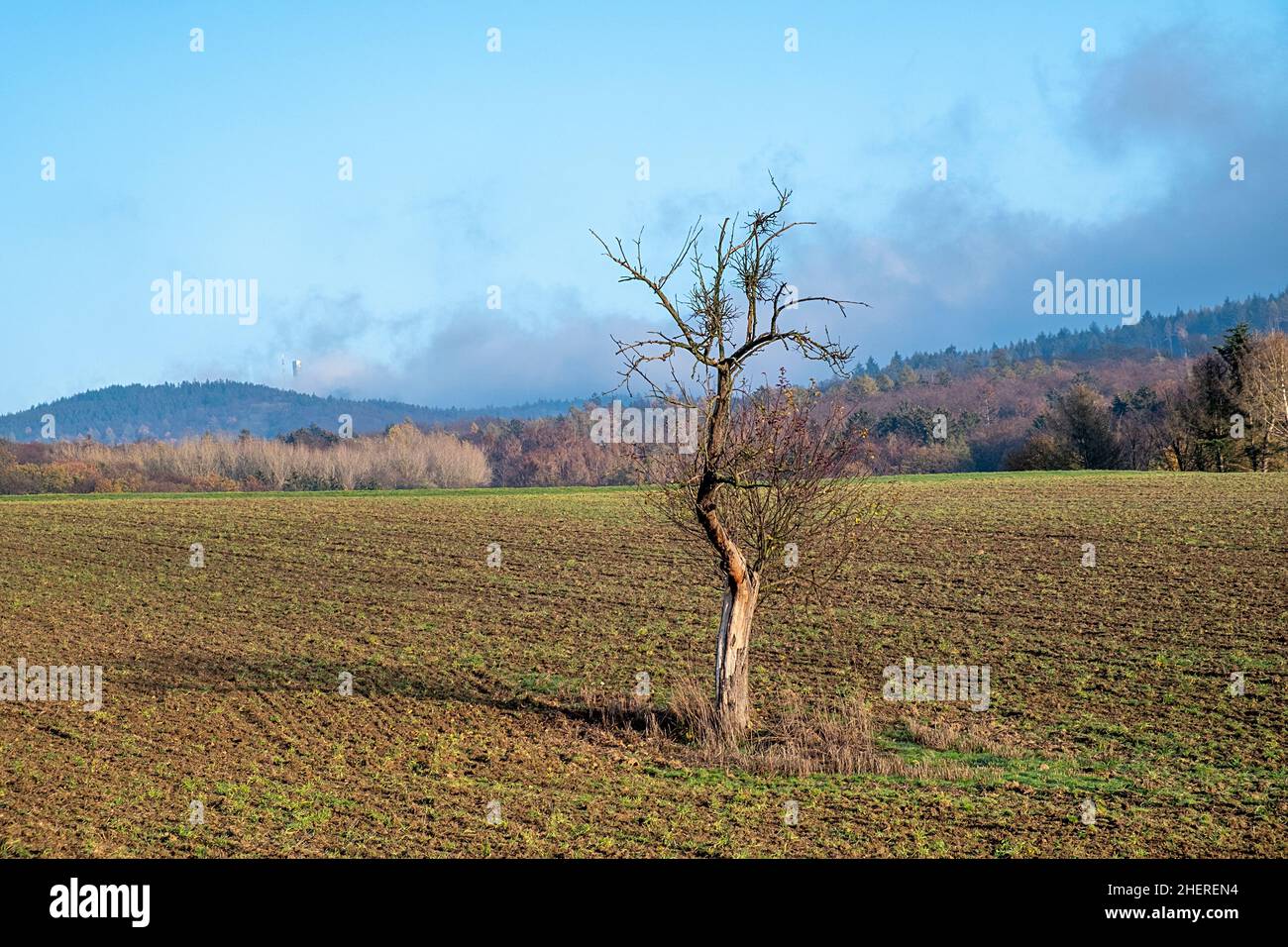 old dead tree alone at the field as symbol for age and loneliness Stock ...