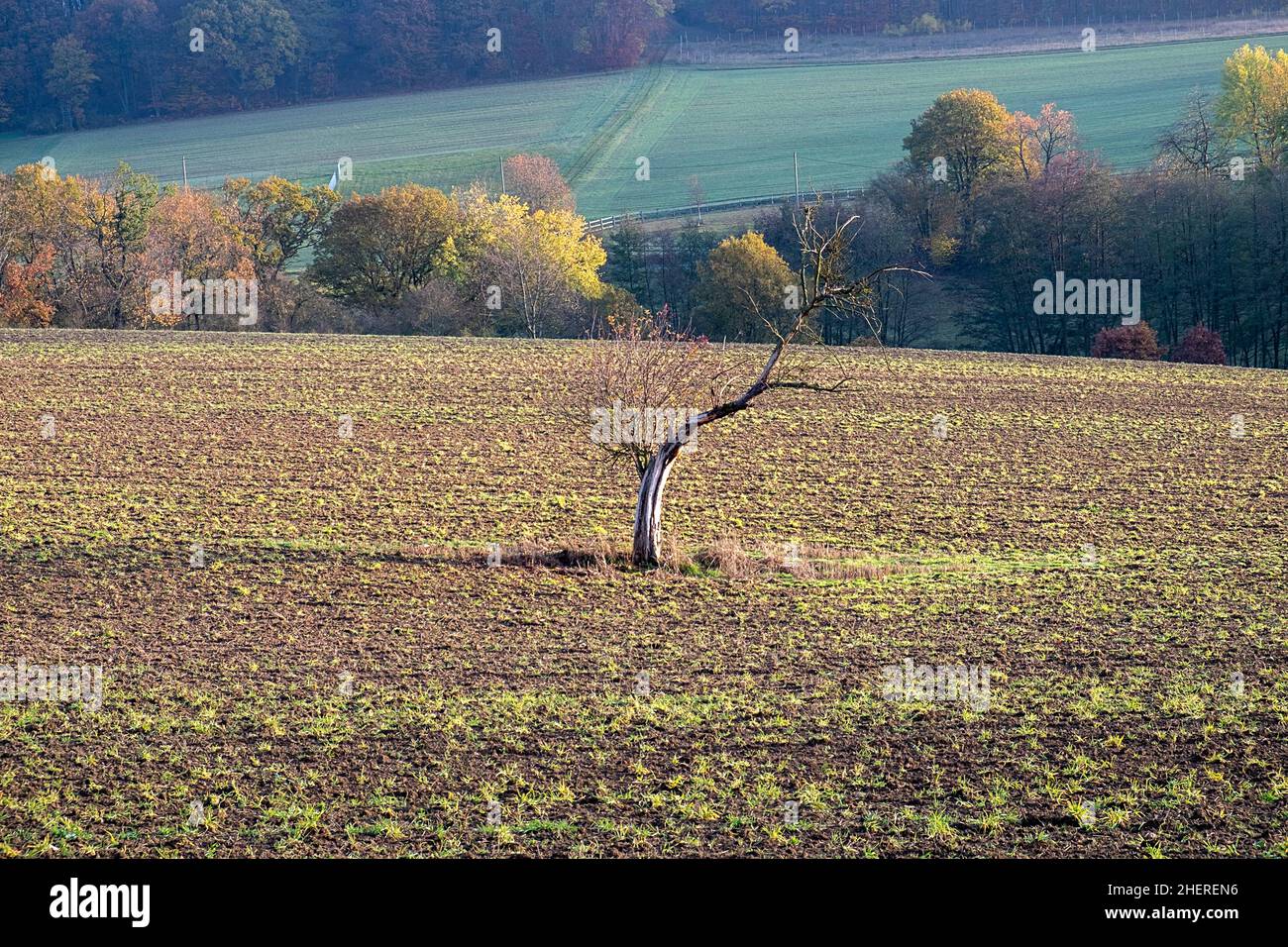 old dead tree alone at the field as symbol for age and loneliness Stock ...