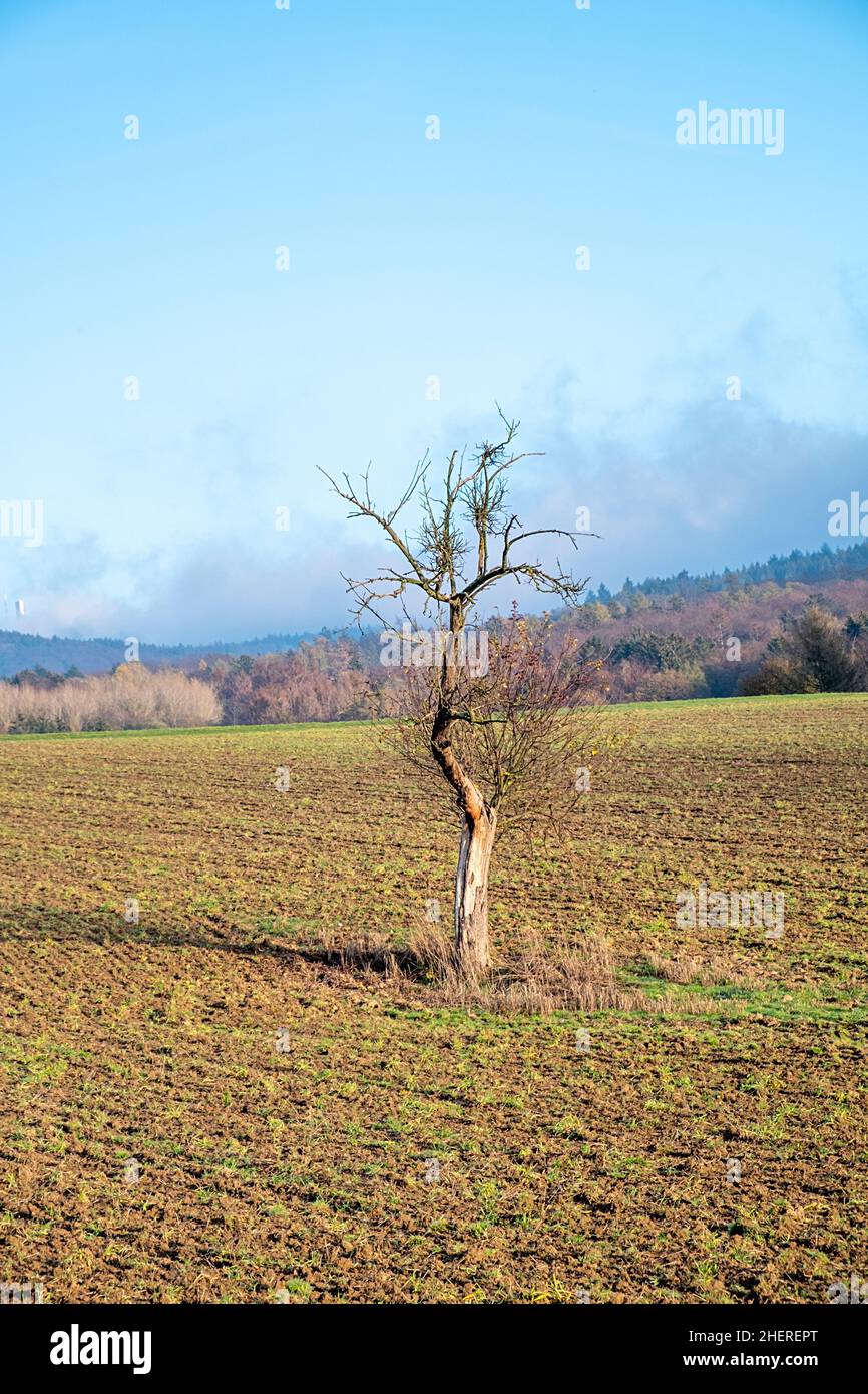 old dead tree alone at the field as symbol for age and loneliness Stock ...