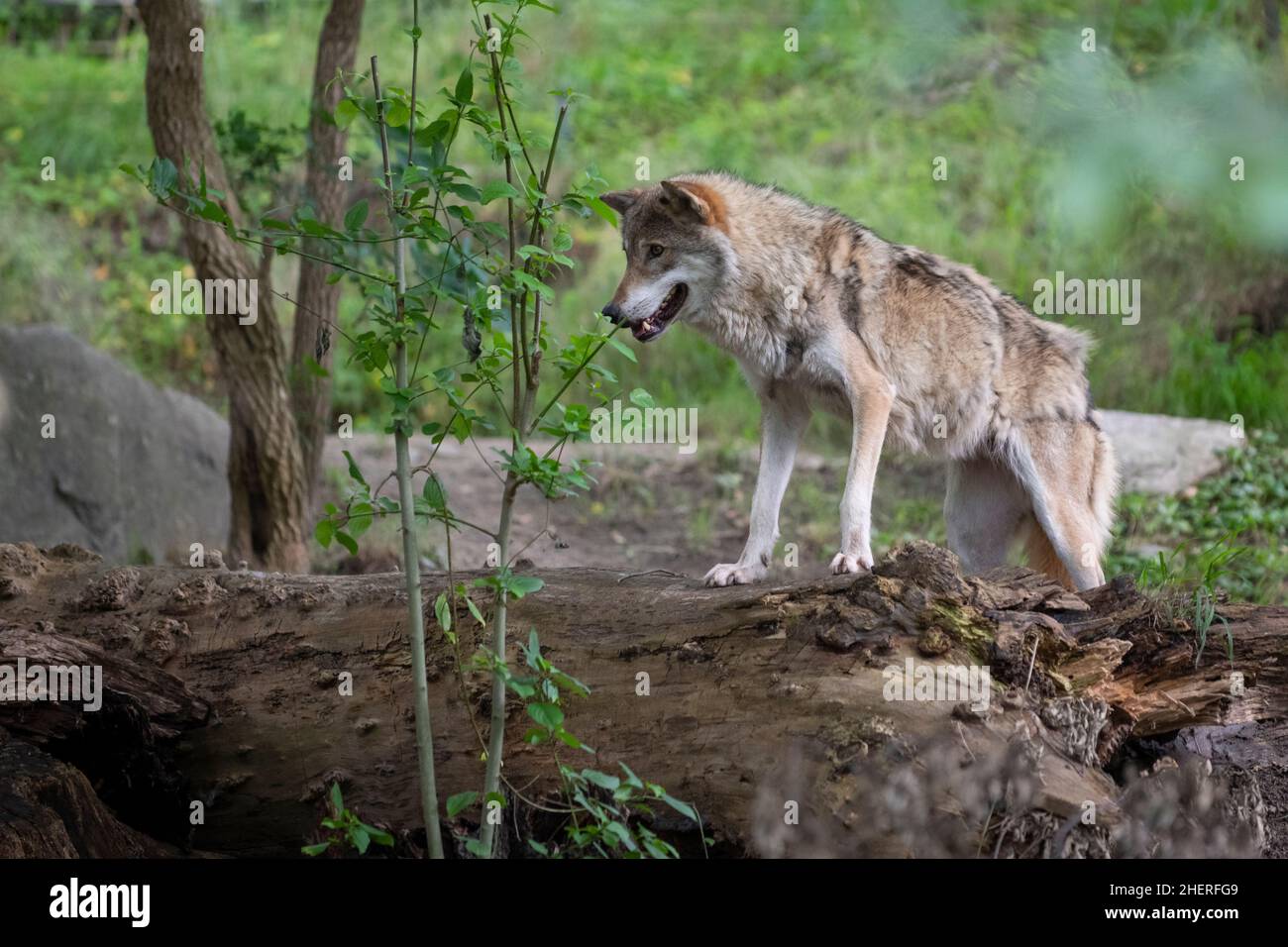 grey wolf Canis lupus on tree in forest searching for quarry Stock ...